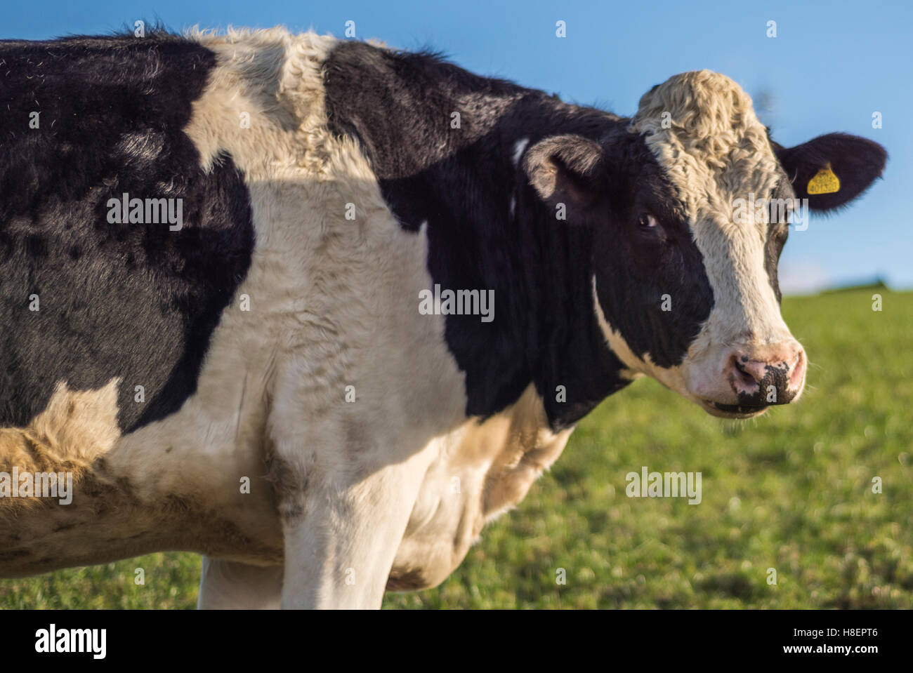 A lonely friesian cow in a lovely green field on the hills above Menton ...