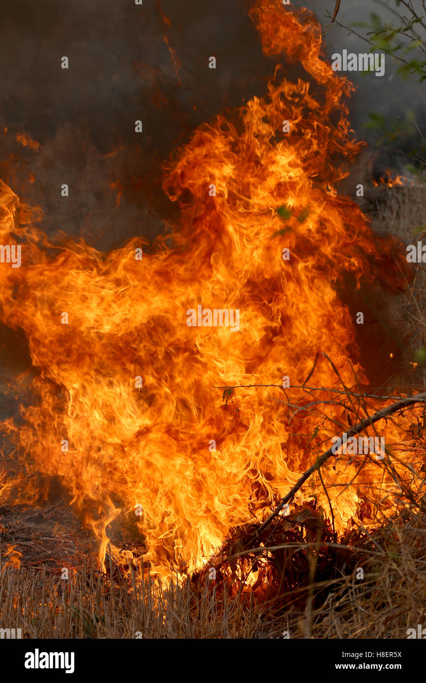 Summer wildfires burning in the Forest at rural area of Khon Kaen ...
