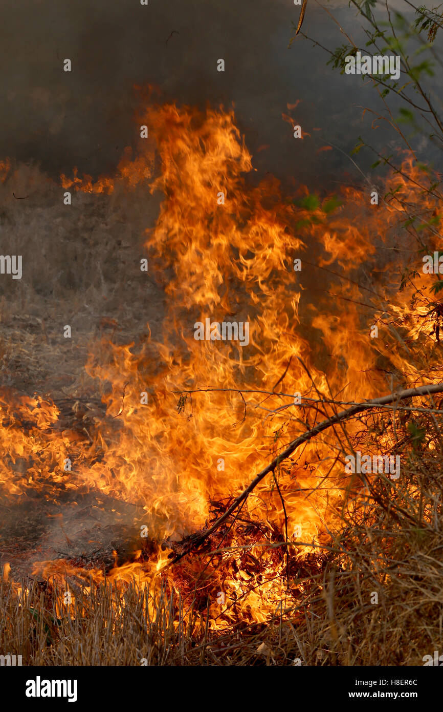 Summer wildfires burning in the Forest at rural area of Khon Kaen ...