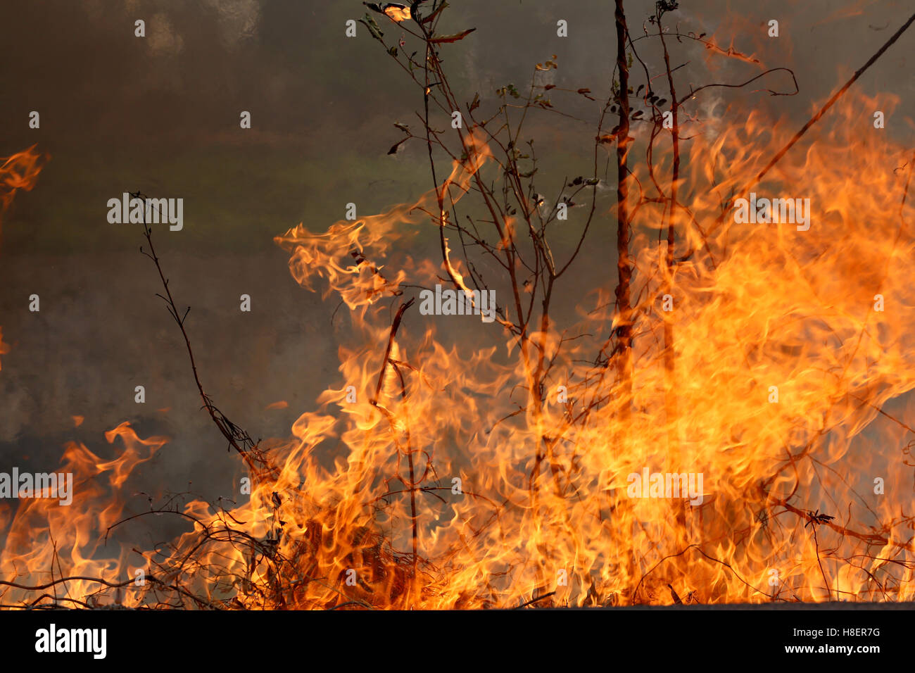 Summer wildfires burning in the Forest at rural area of Khon Kaen ...