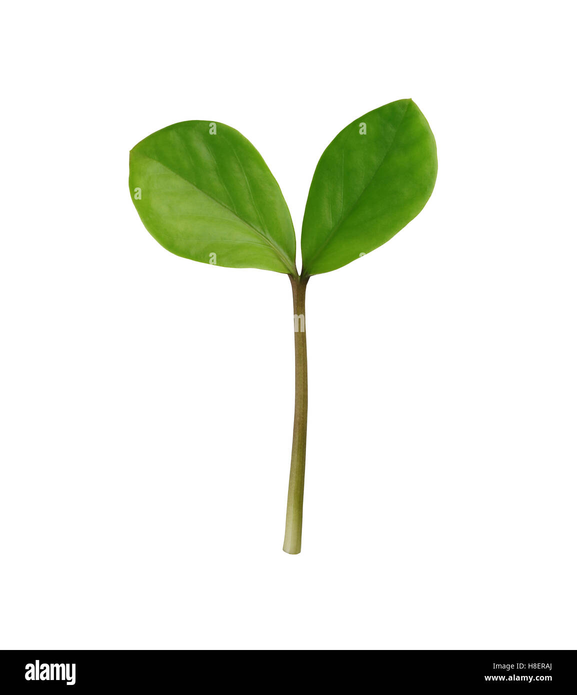 Green sprout tree isolated on white background and have clipping paths ...