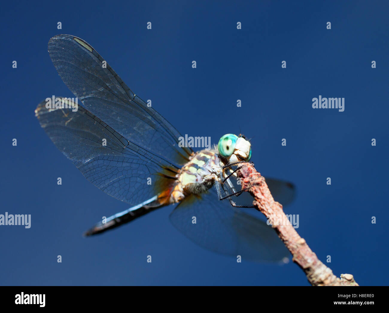 Dragonfly with a big blue head seen up close Stock Photo - Alamy