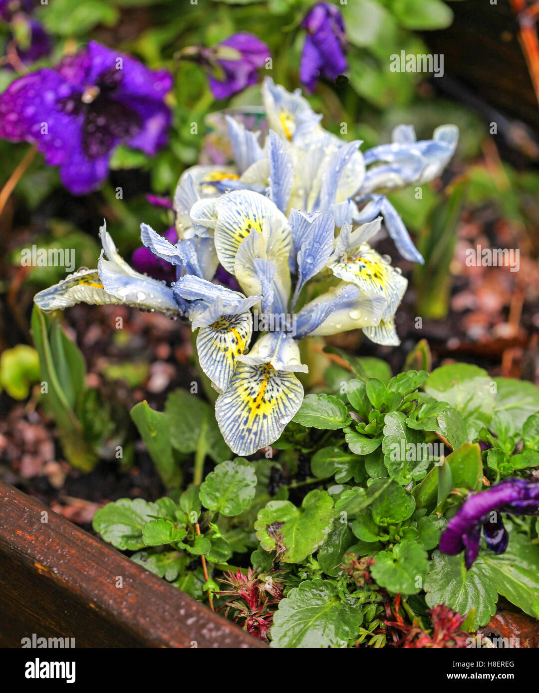 The light blue yellow and white flowers of a miniature Iris reticulata ...