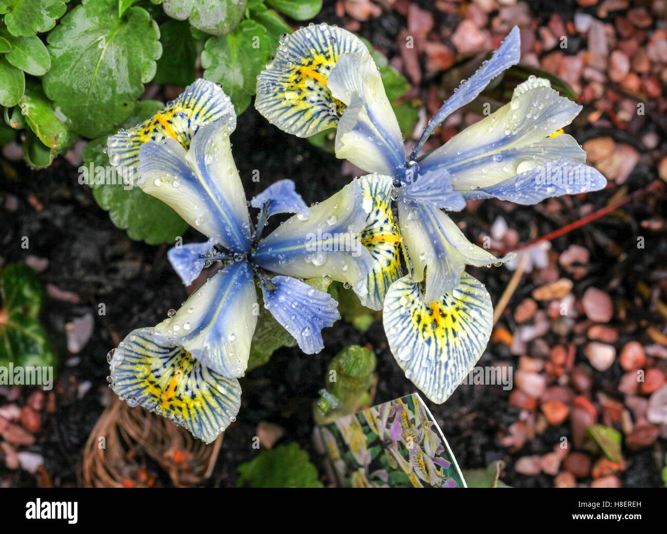 The light blue yellow and white flowers of a miniature Iris reticulata ...