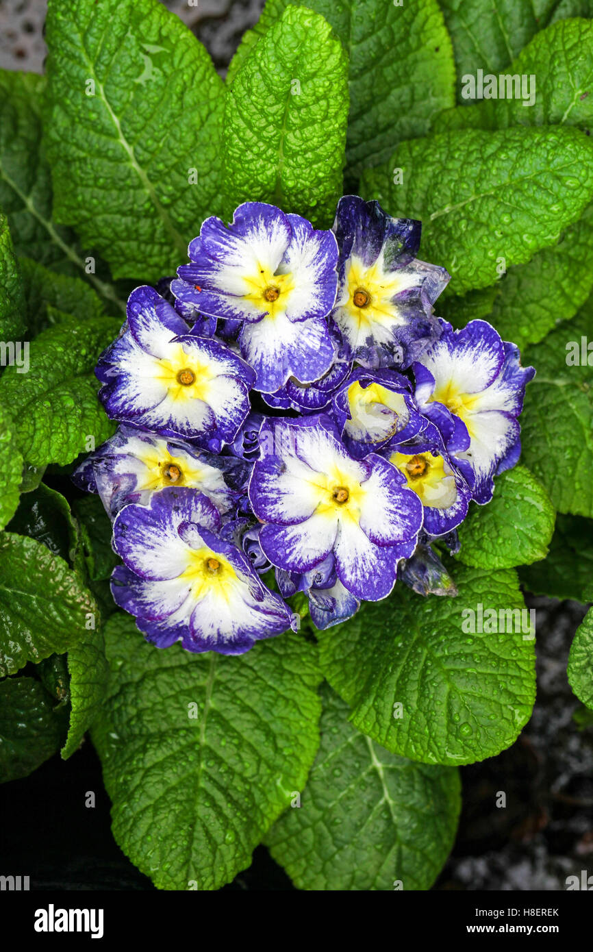 The blue purple and white flowers of a Primrose (Primula vulgaris ...