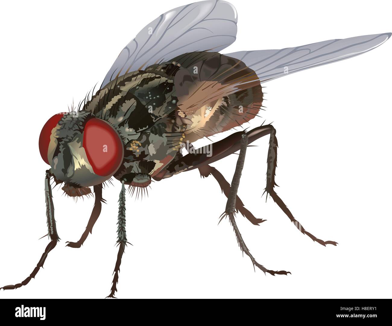 Close up housefly Stock Vector Images - Alamy