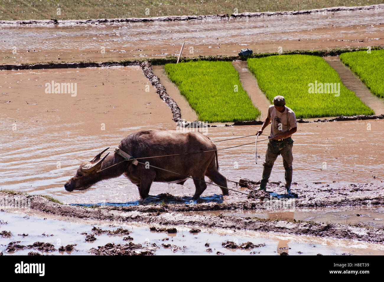 Asia rice farmer hi-res stock photography and images - Alamy