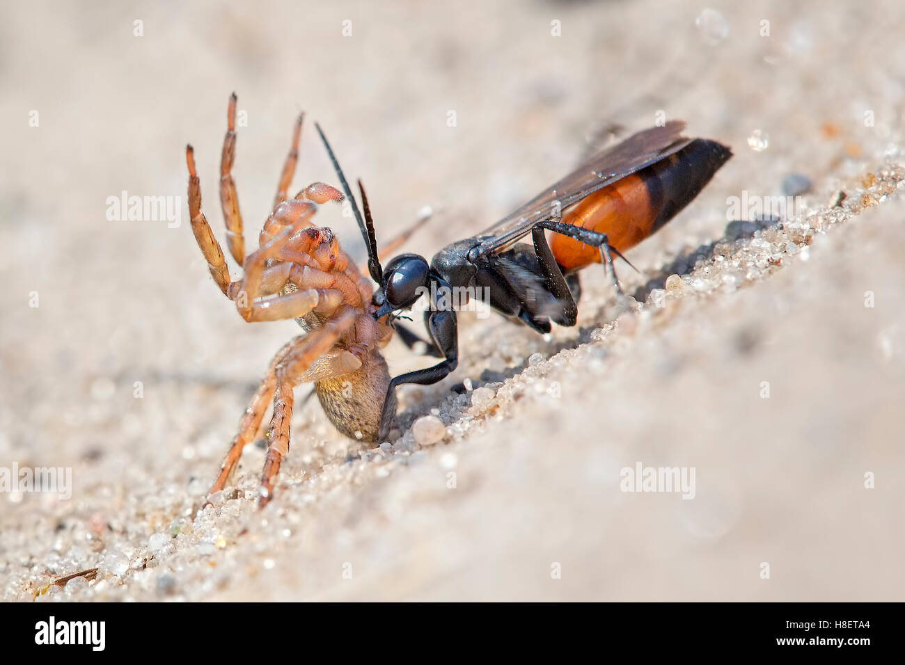 Spider wasp (Anoplius infuscatus) holding a captured wolf spider ...