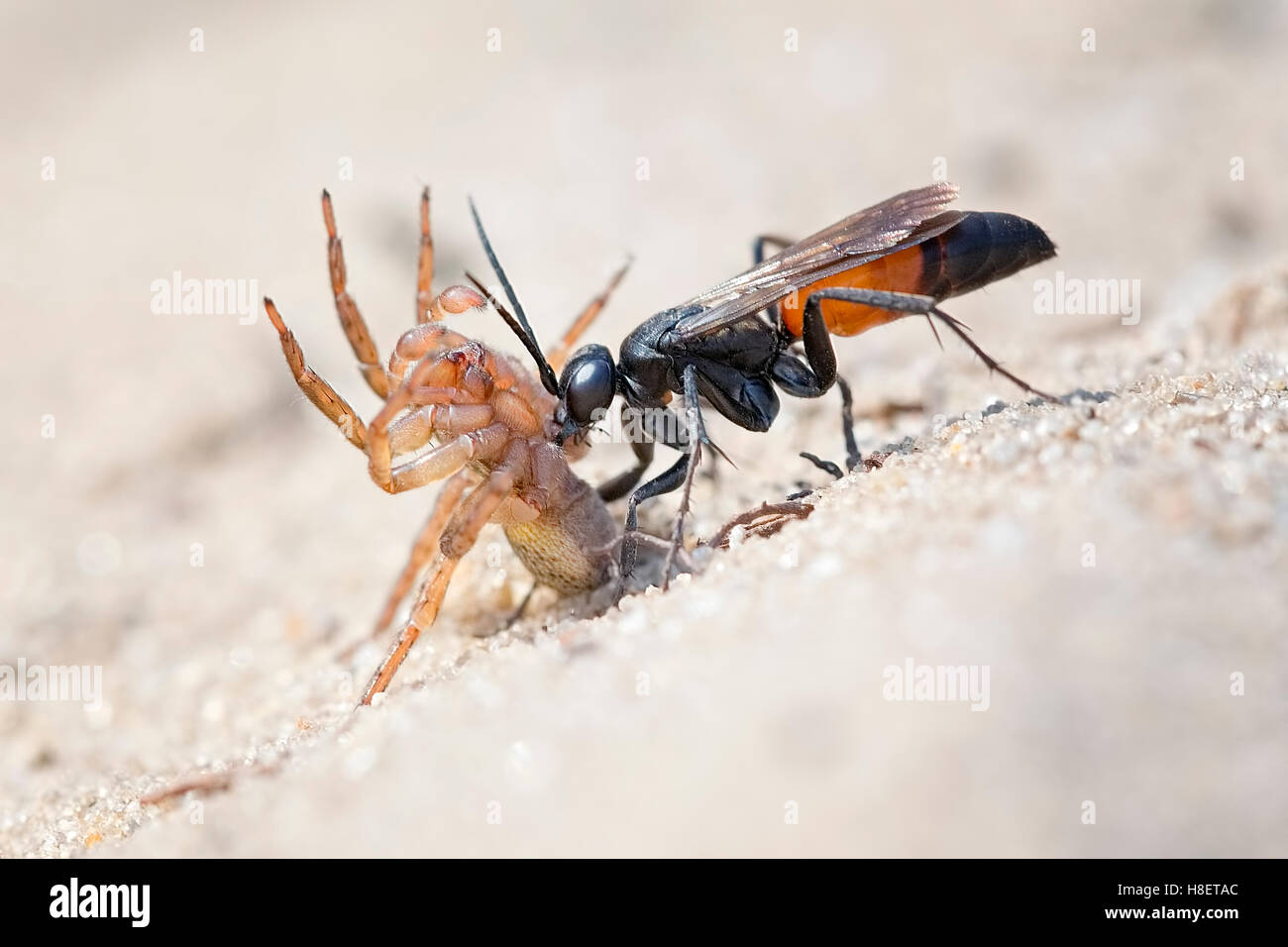 Are Spider Wasps Dangerous To Dogs