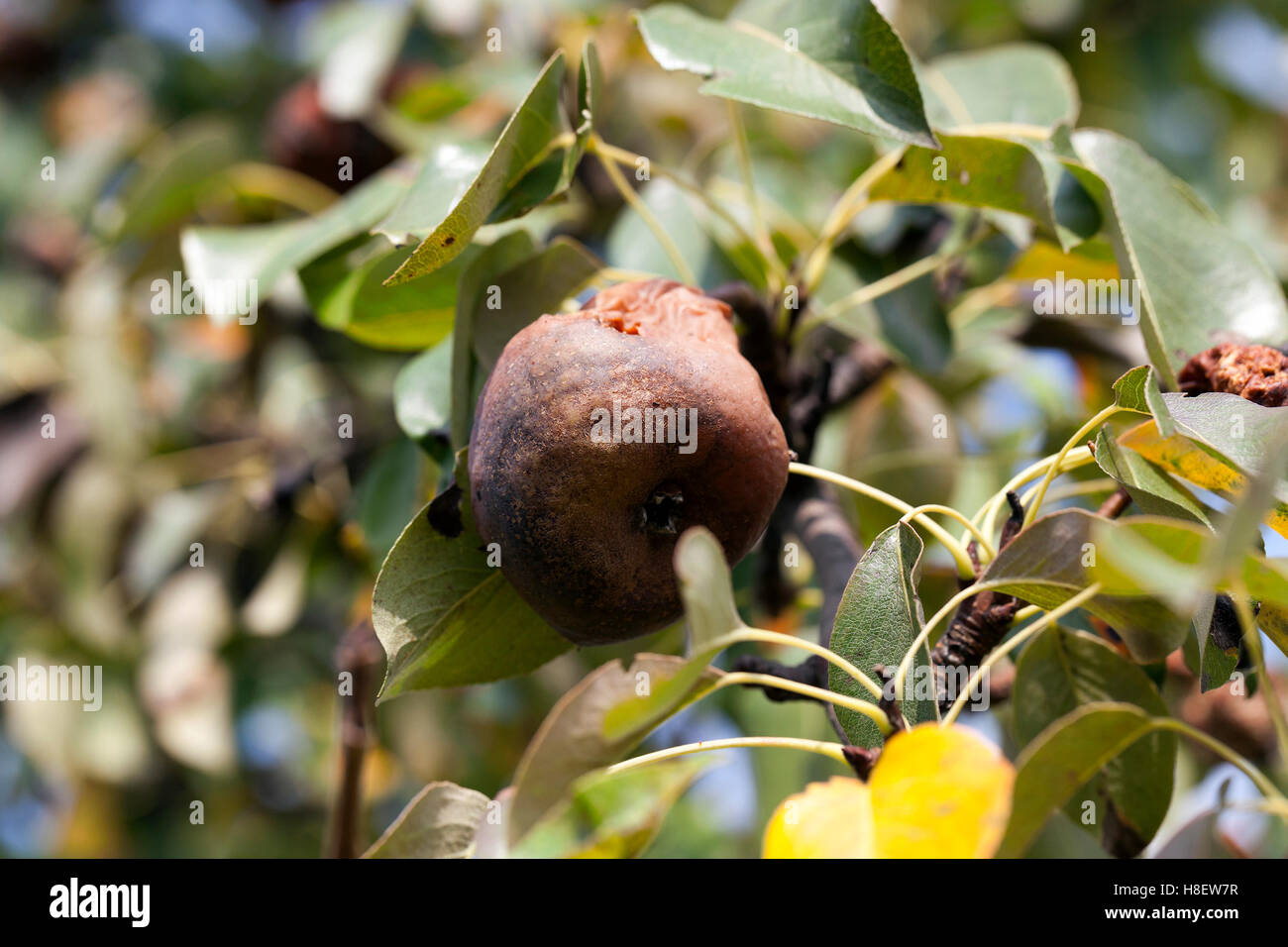Rotten fruits on tree hi-res stock photography and images - Alamy