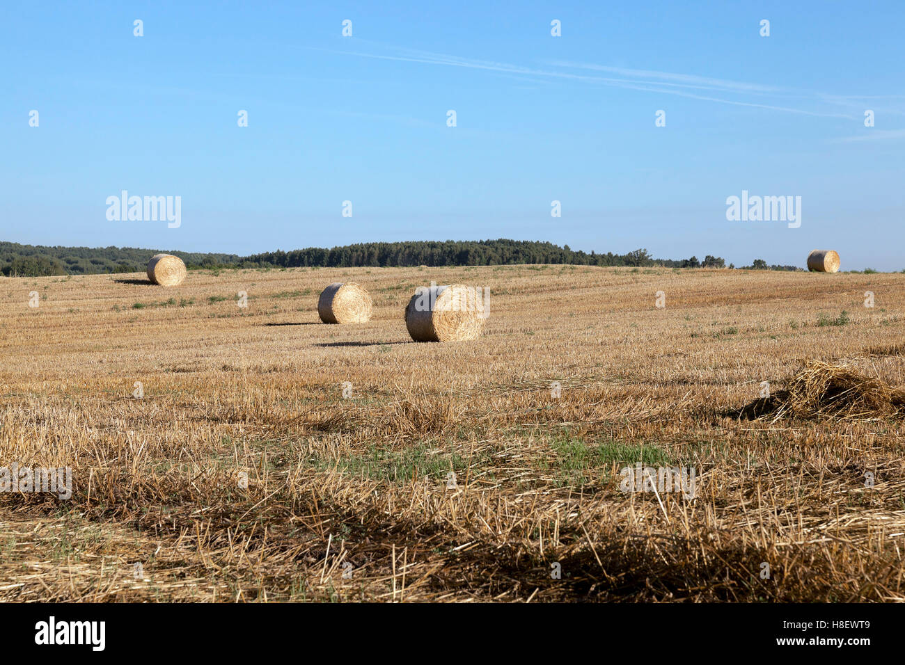 stack of wheat straw Stock Photo - Alamy