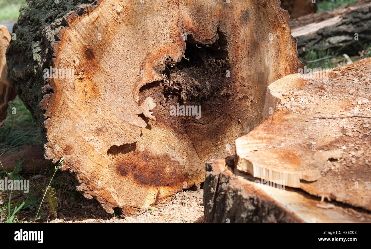 old tree trunk Stock Photo - Alamy