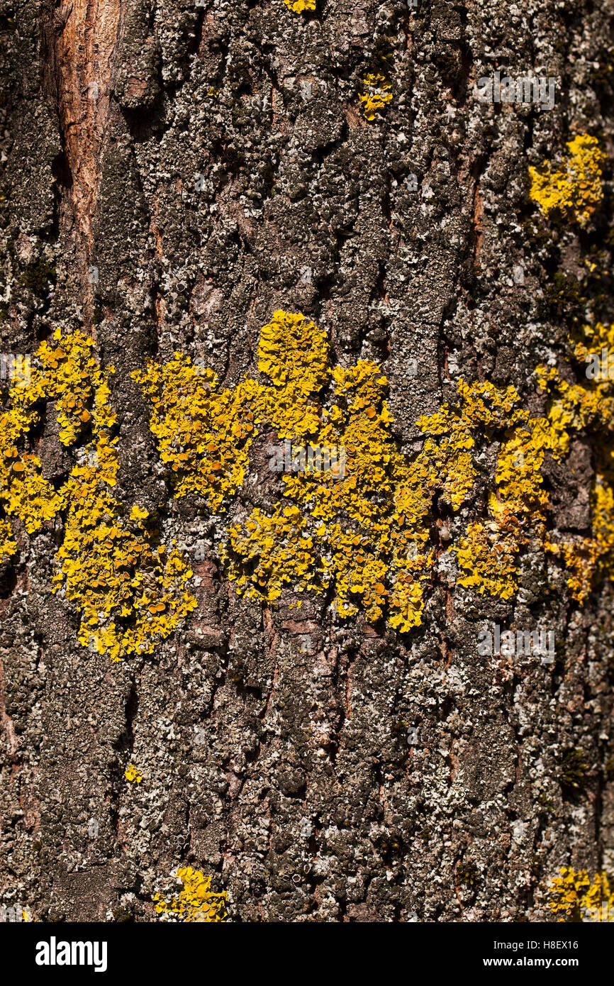 lichen on tree Stock Photo - Alamy