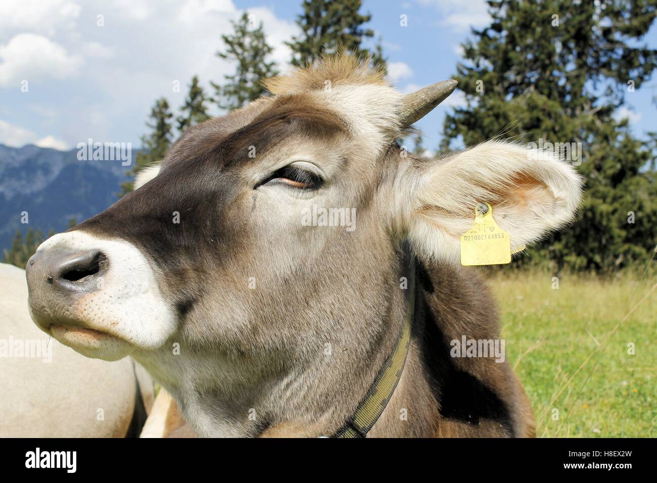 Cow grazing in freedom in the high mountains Stock Photo - Alamy