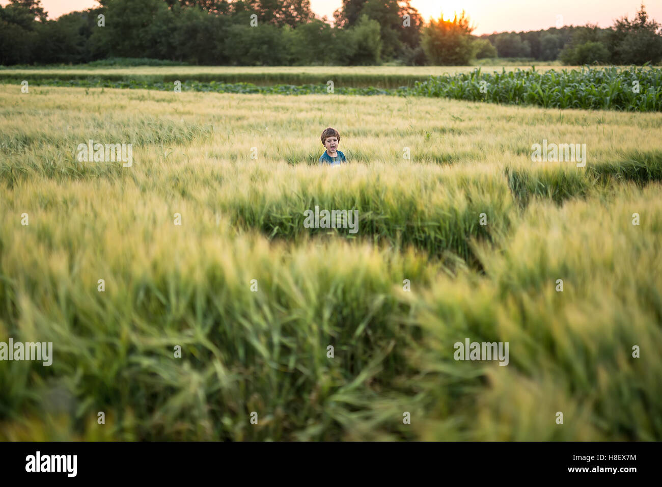 Child in rye field Stock Photo - Alamy