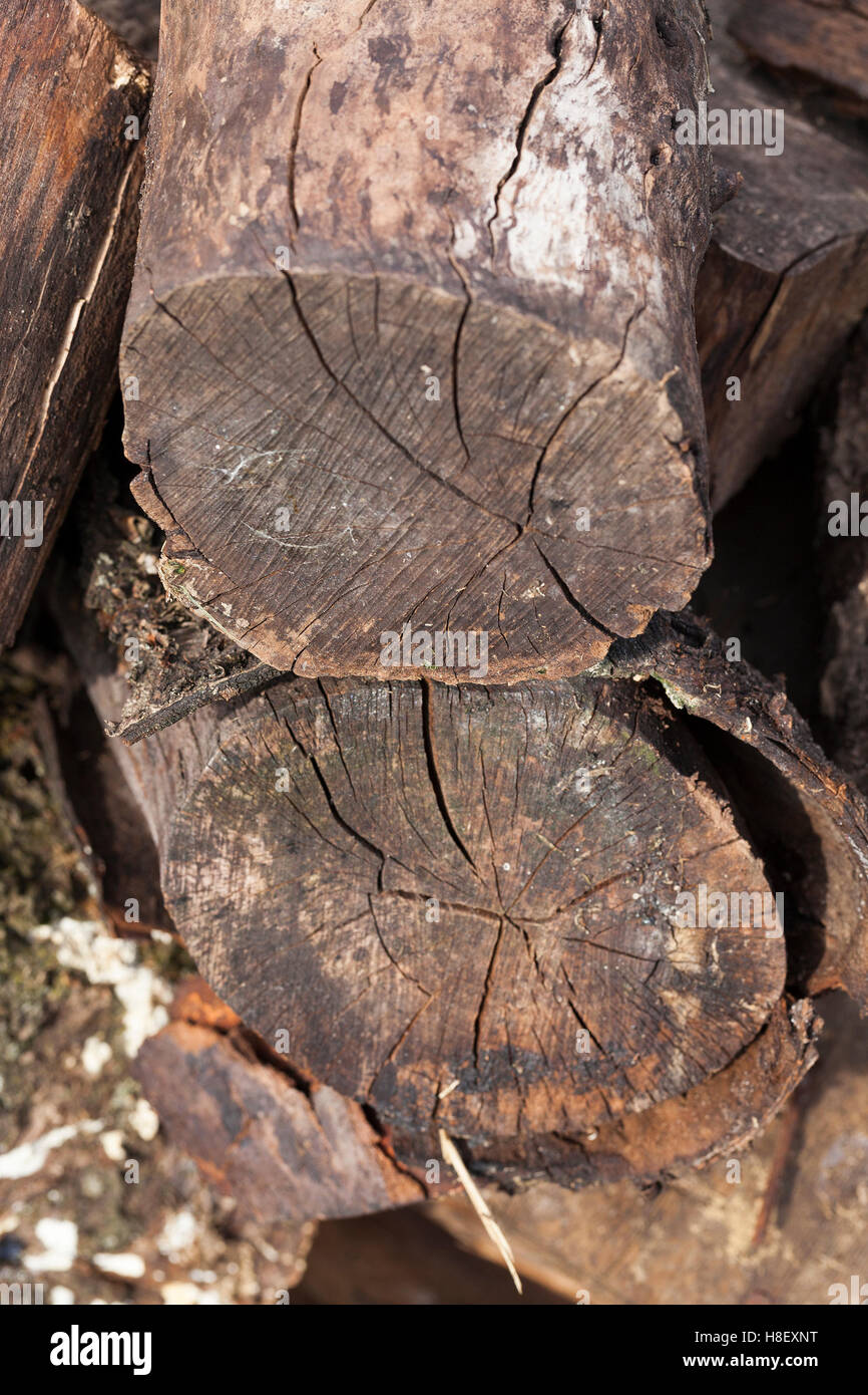 destroyed a tree, close-up Stock Photo - Alamy