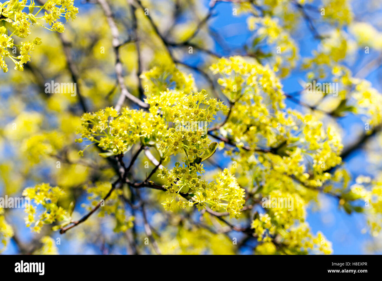 flowering maple tree Stock Photo - Alamy