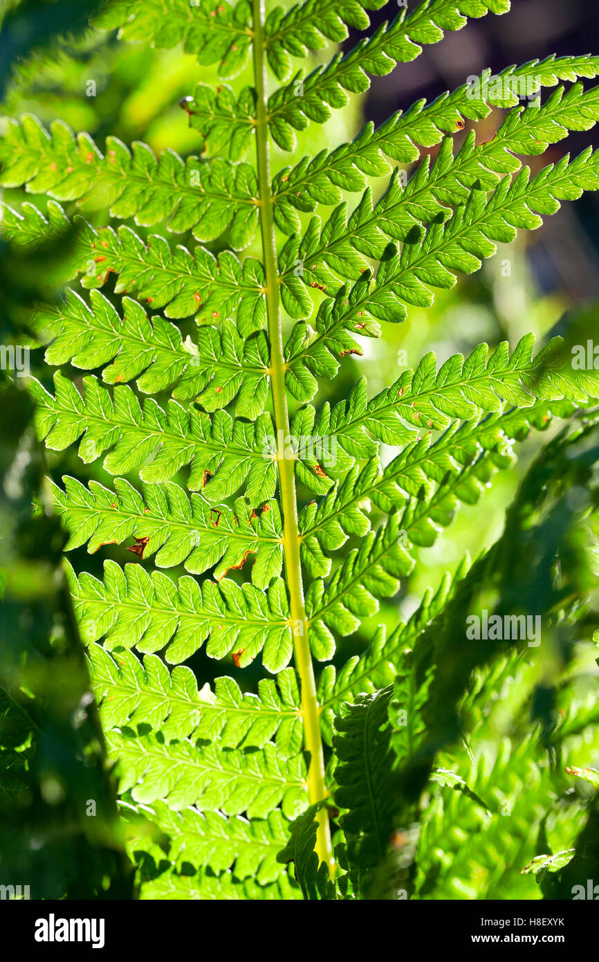 green fern close up Stock Photo - Alamy
