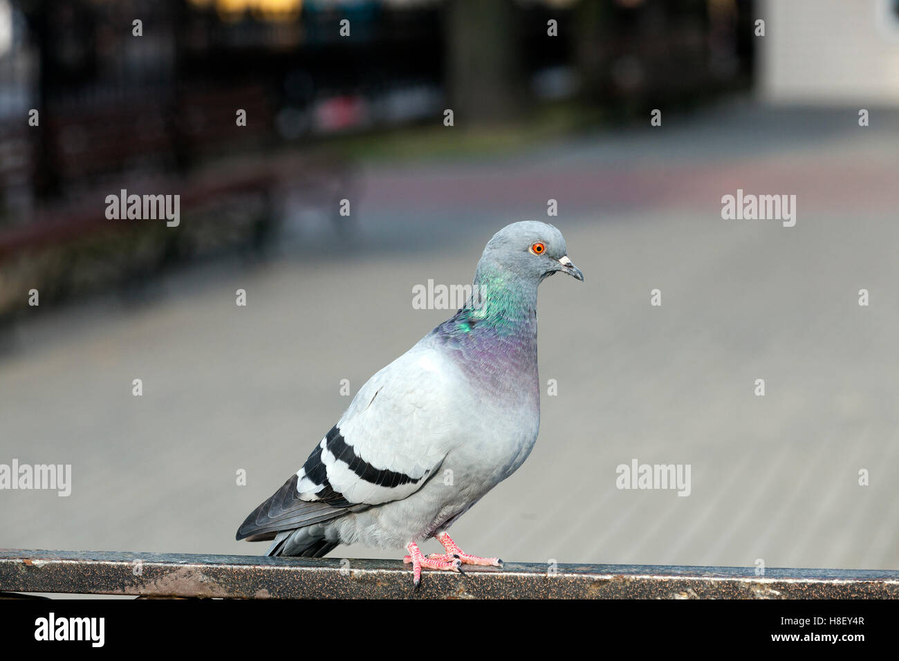 Stray pigeon hi-res stock photography and images - Alamy