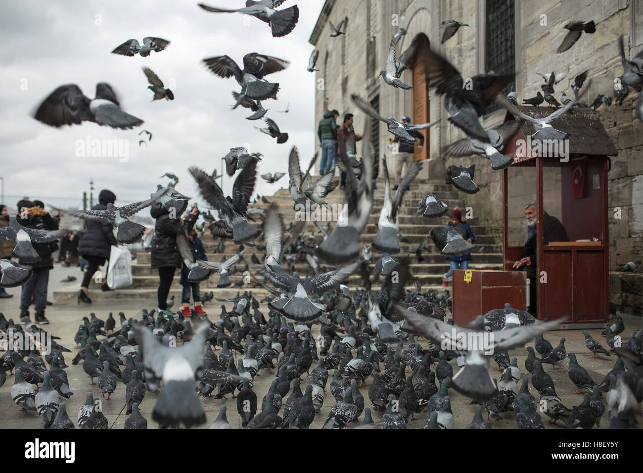 Pigeons istanbul turkey hi-res stock photography and images - Alamy