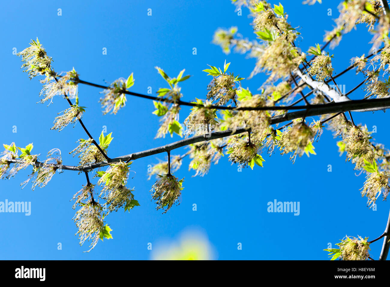 flowering maple tree Stock Photo - Alamy