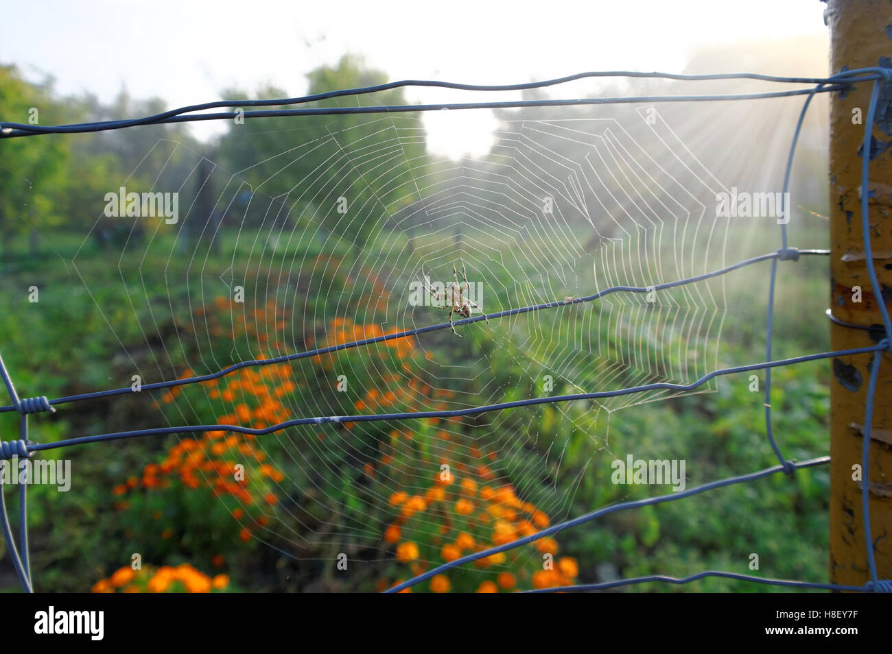 big spider in a center of cobweb at the sunny day Stock Photo - Alamy