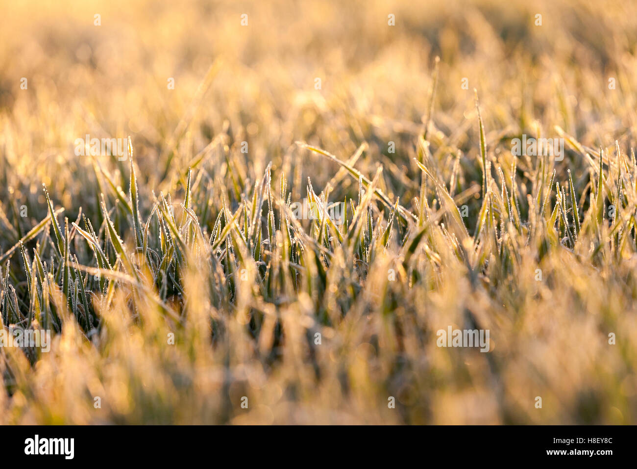 wheat during frost Stock Photo - Alamy