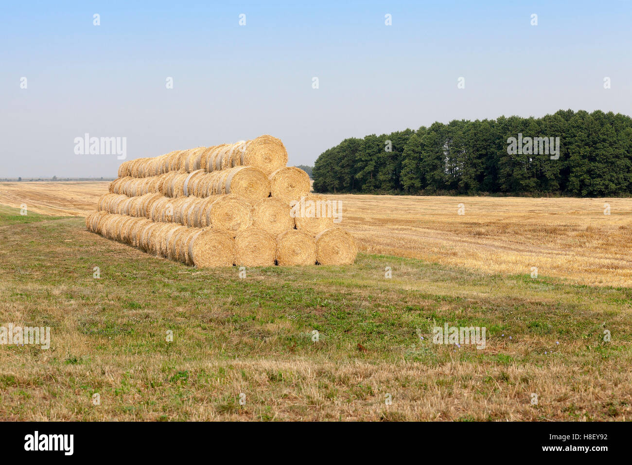 gathering the wheat harvest Stock Photo - Alamy