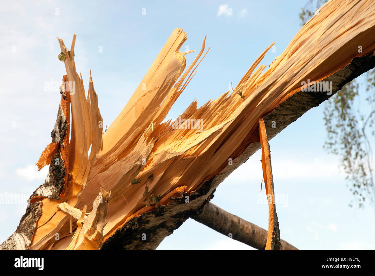 broken birch trees Stock Photo - Alamy