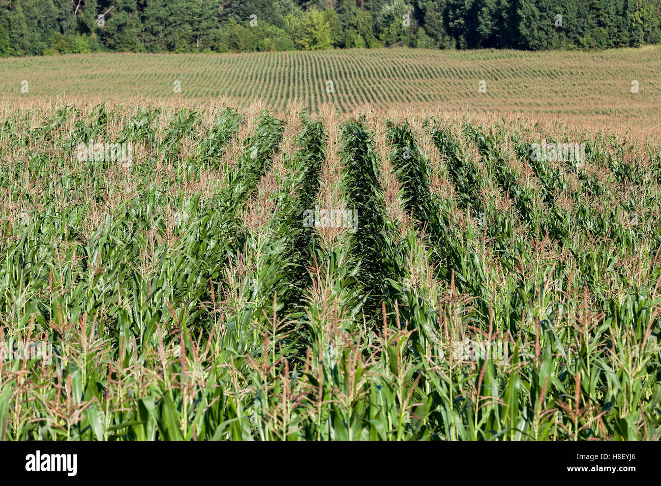 Corn field, summer time Stock Photo - Alamy