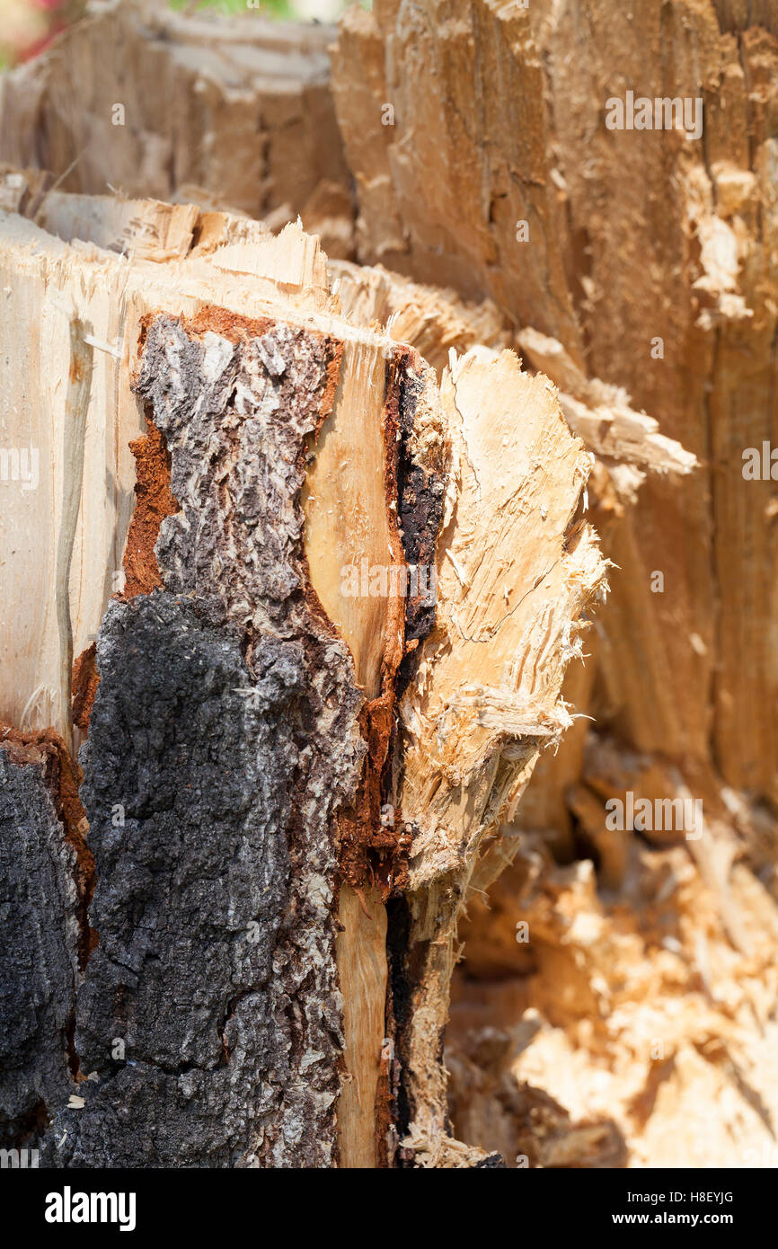 Broken branch tree plants hi-res stock photography and images - Alamy