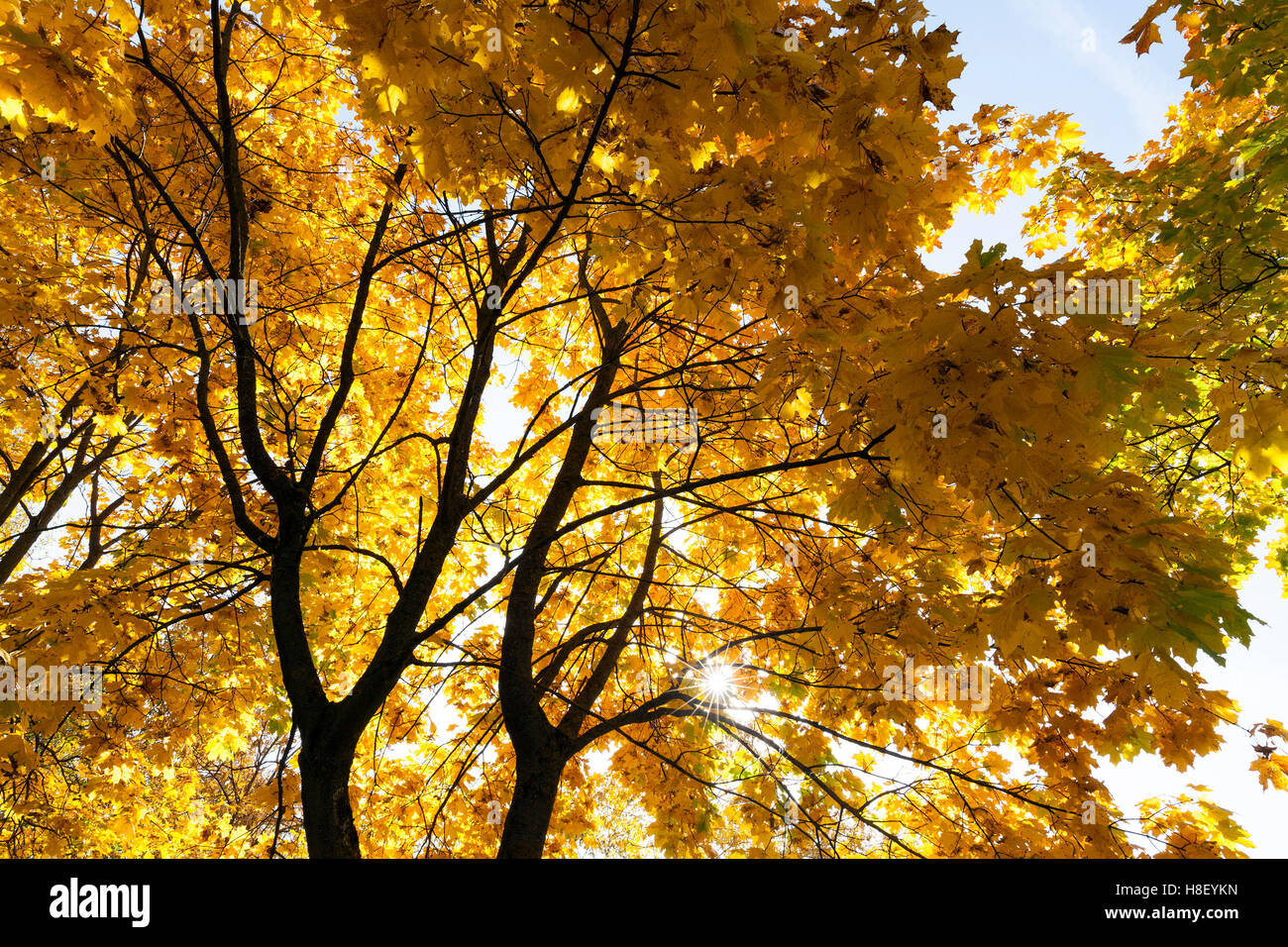 Maple Park in autumn Stock Photo - Alamy