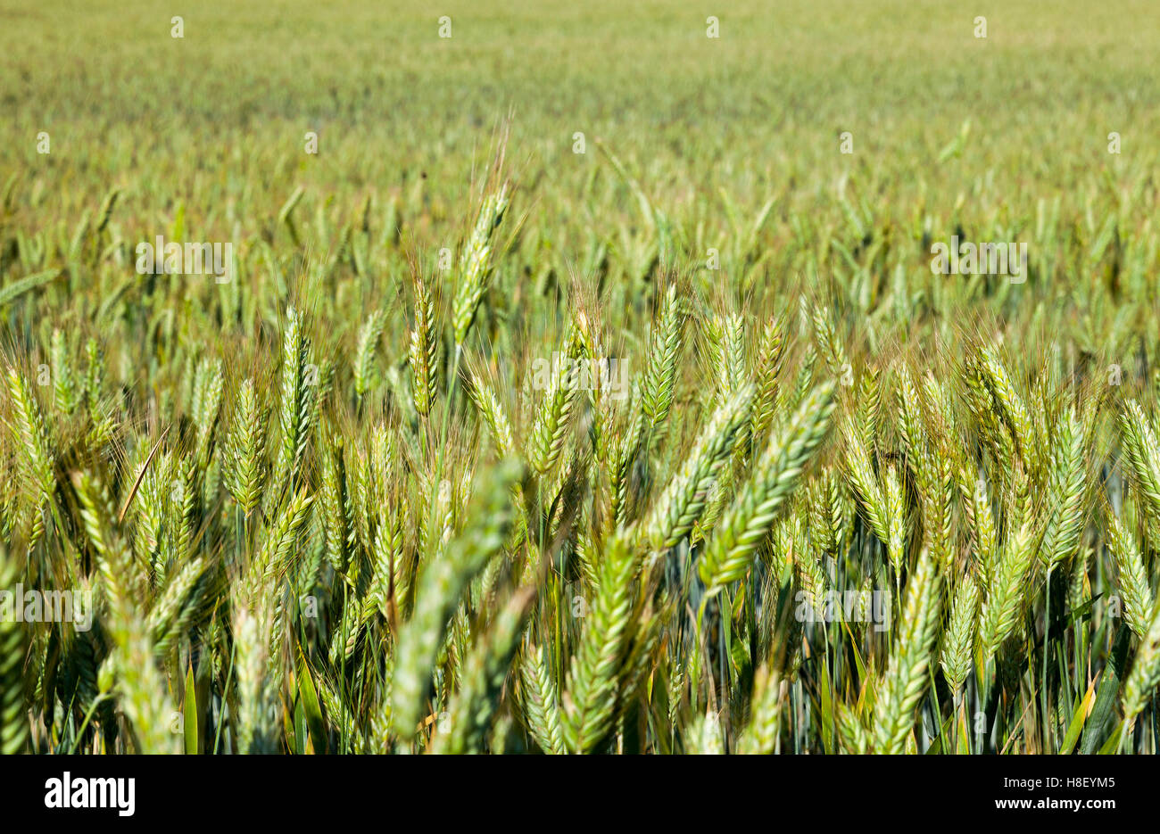 Field with cereal Stock Photo - Alamy