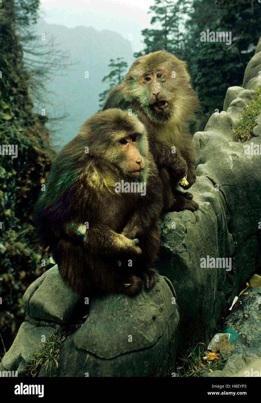 A Tibetan Macaque in Mount Emi, Sichuan, China Stock Photo - Alamy