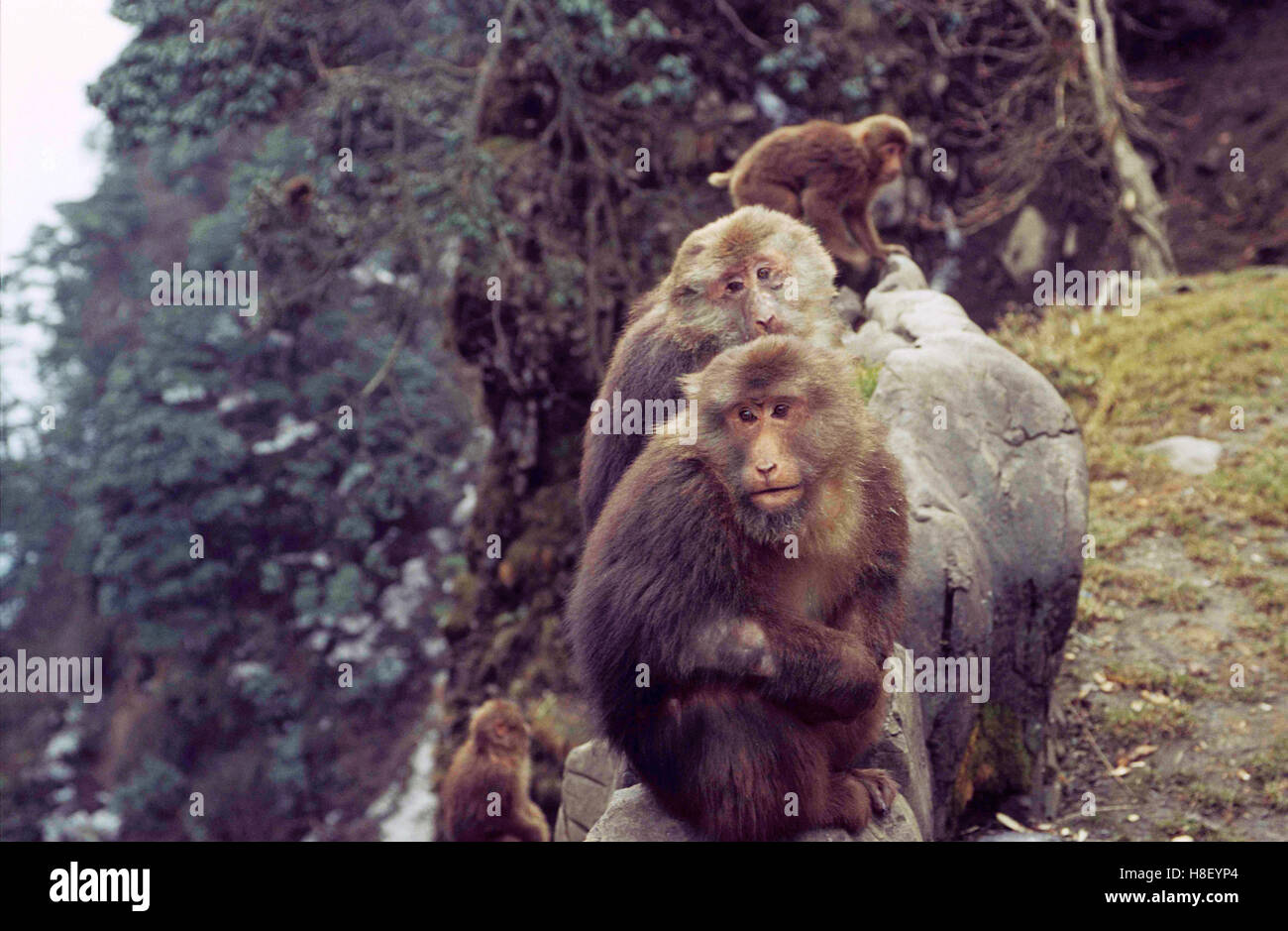 Tibetan macaque monkeys hi-res stock photography and images - Alamy