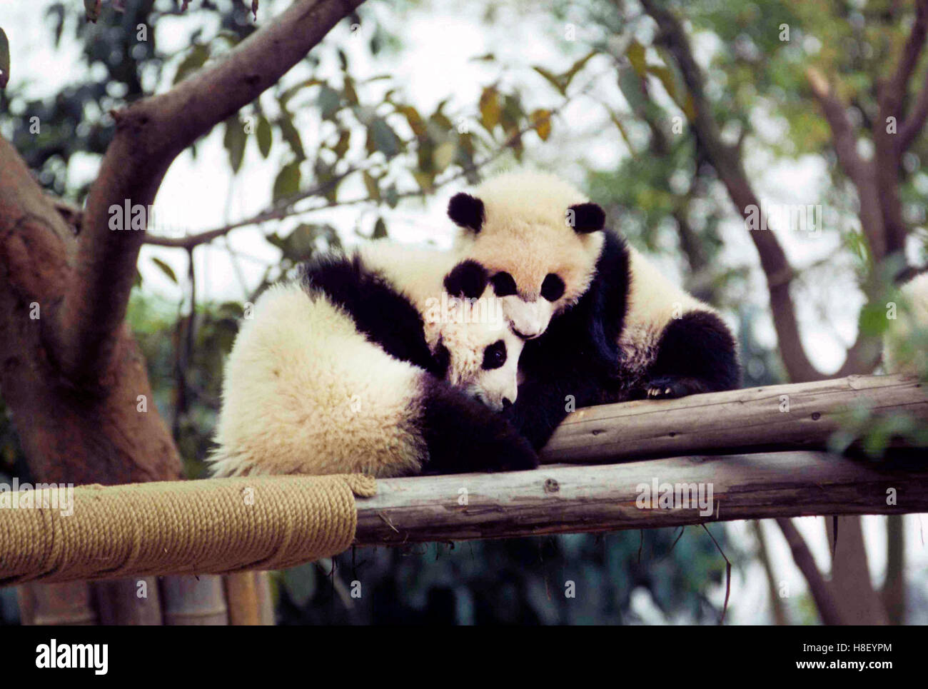 Panda Cubs Playing On Slide