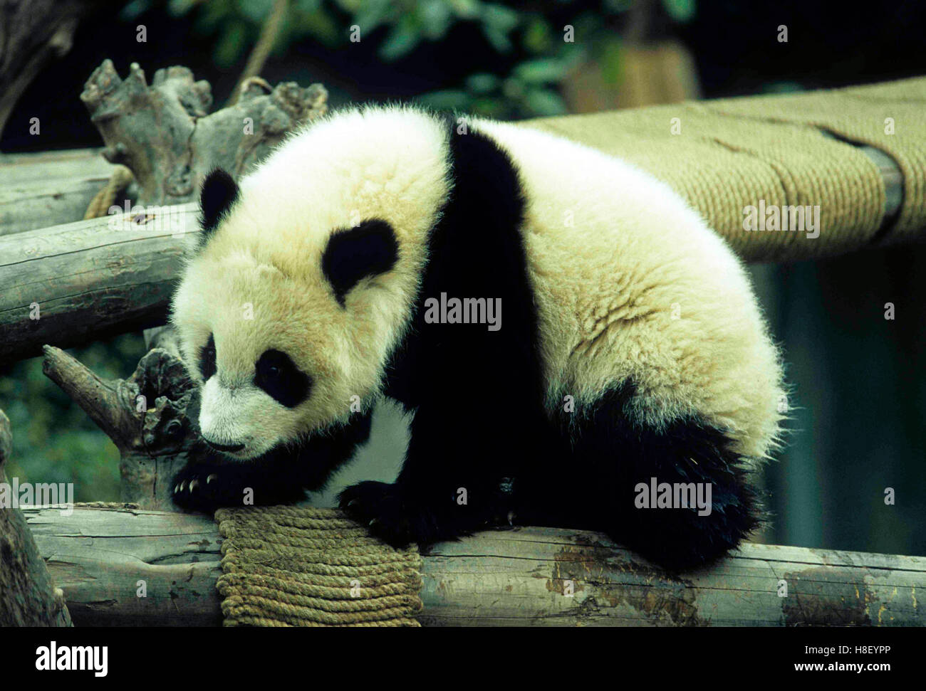 Cute Panda cubs playing in Chengdu's panda base research center Stock ...