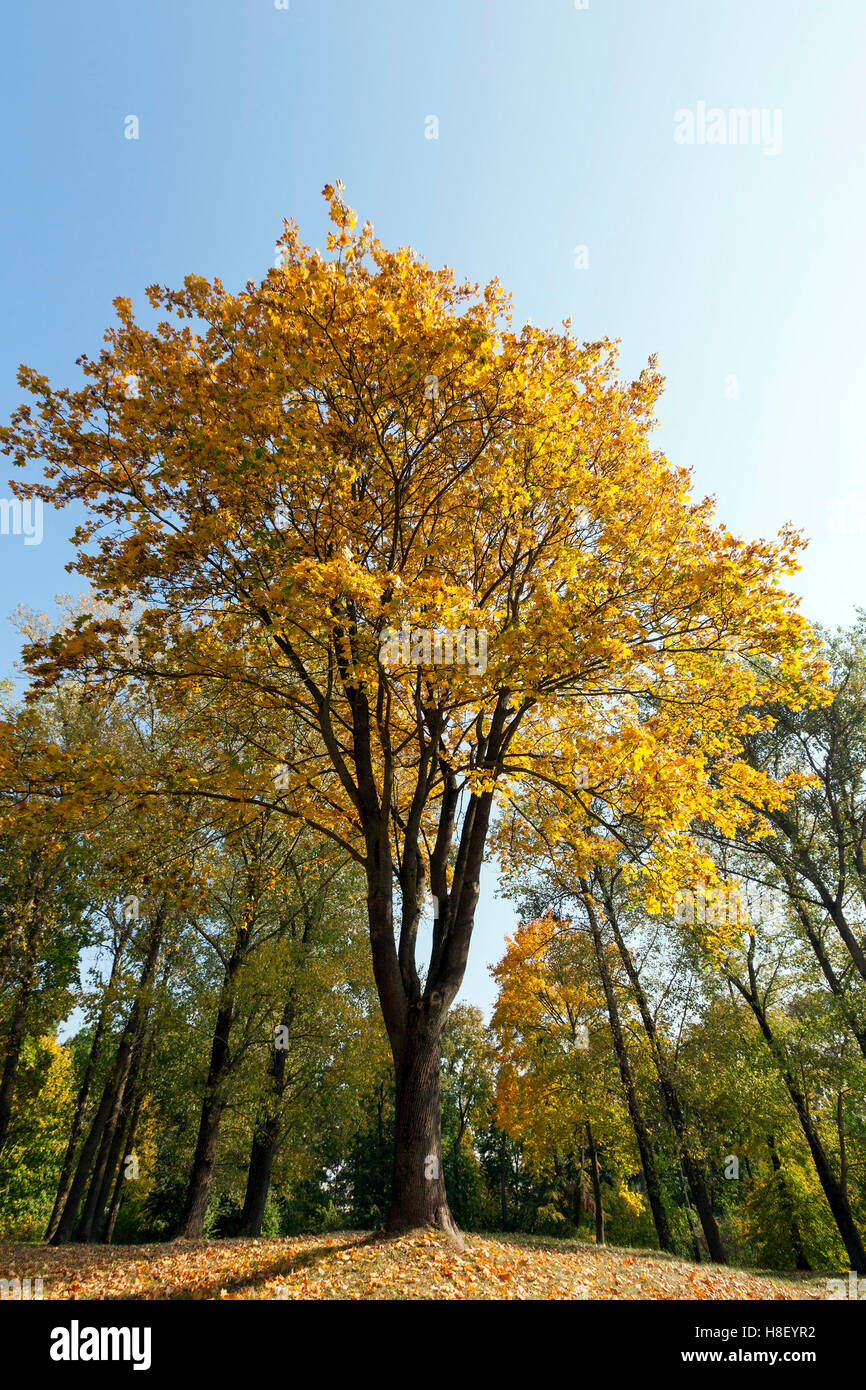 Park in the fall Stock Photo - Alamy