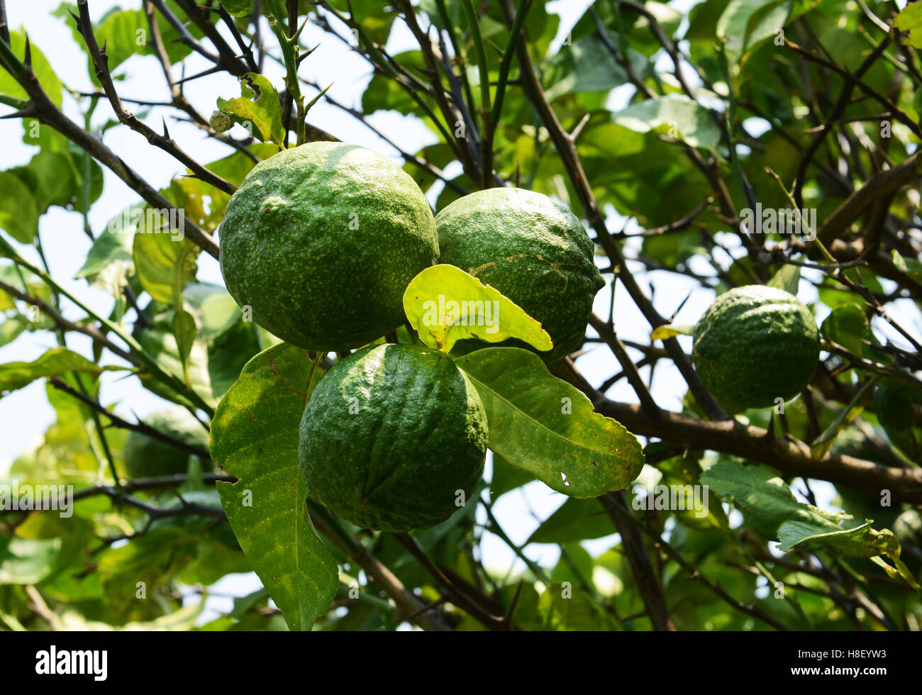 Citron fruits before harvest Stock Photo - Alamy