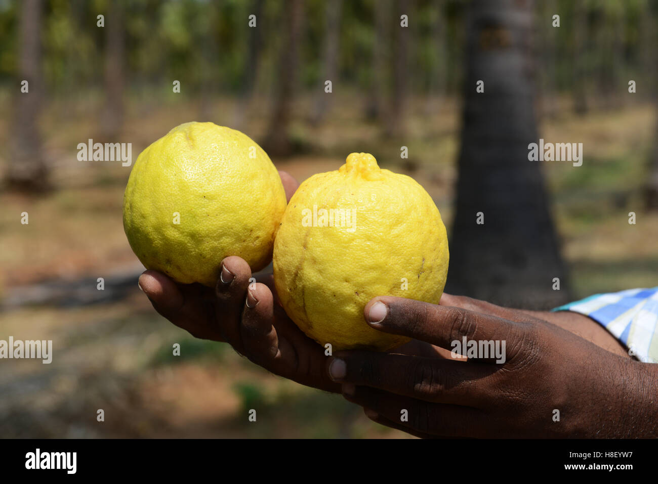 Citron sukkot hi-res stock photography and images - Alamy