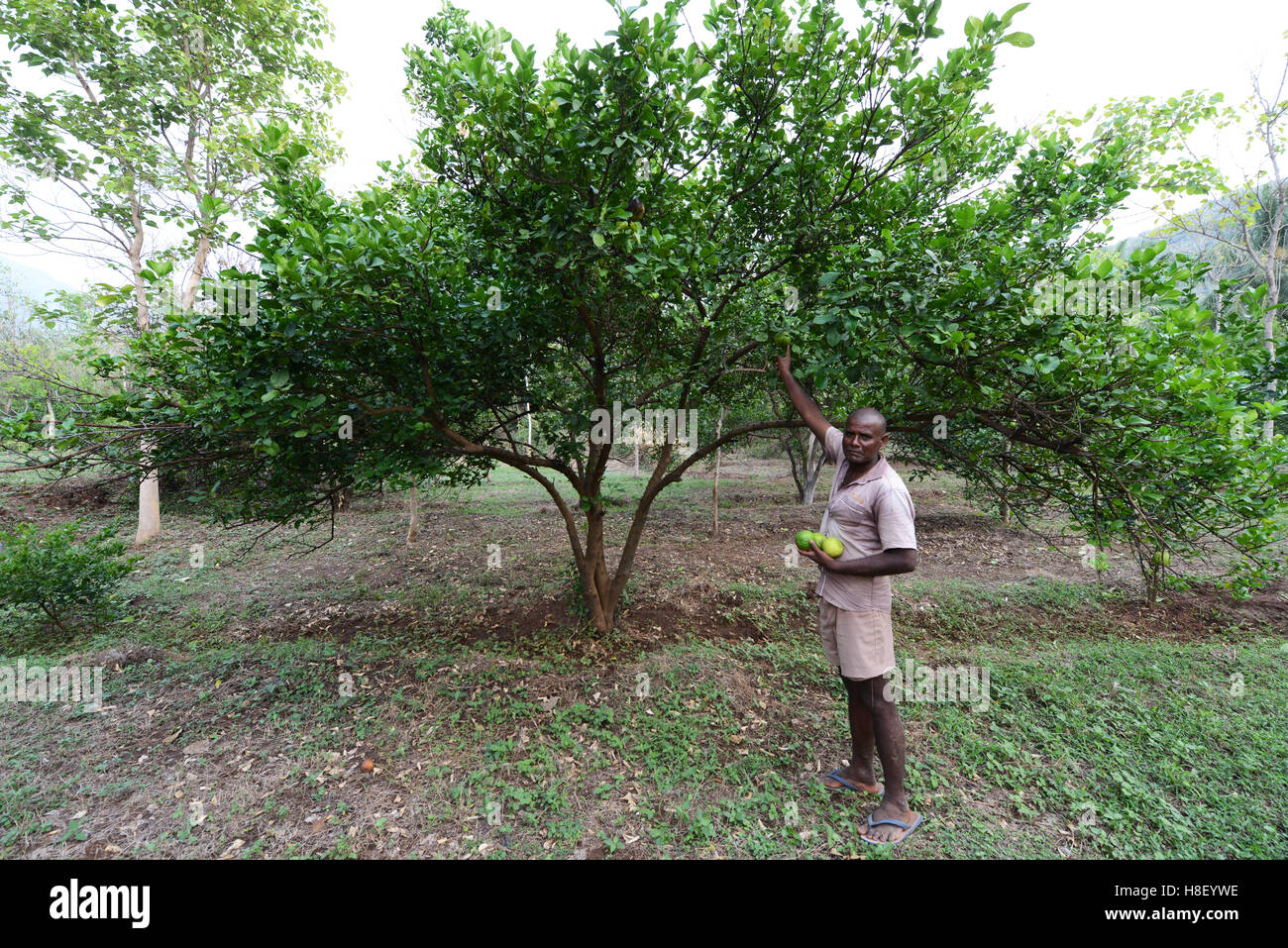 Citron Tree High Resolution Stock Photography and Images - Alamy