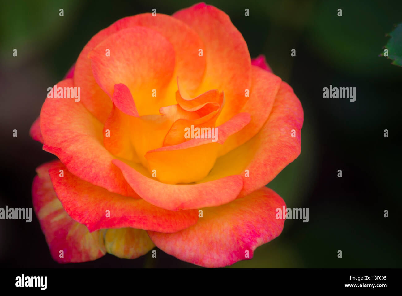 Light orange rose hi-res stock photography and images - Alamy