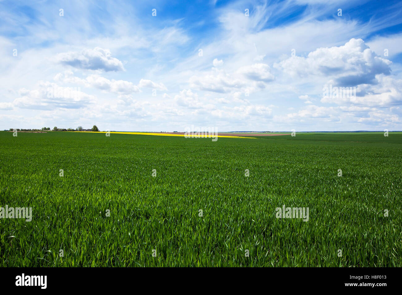 wheat field in spring Stock Photo - Alamy