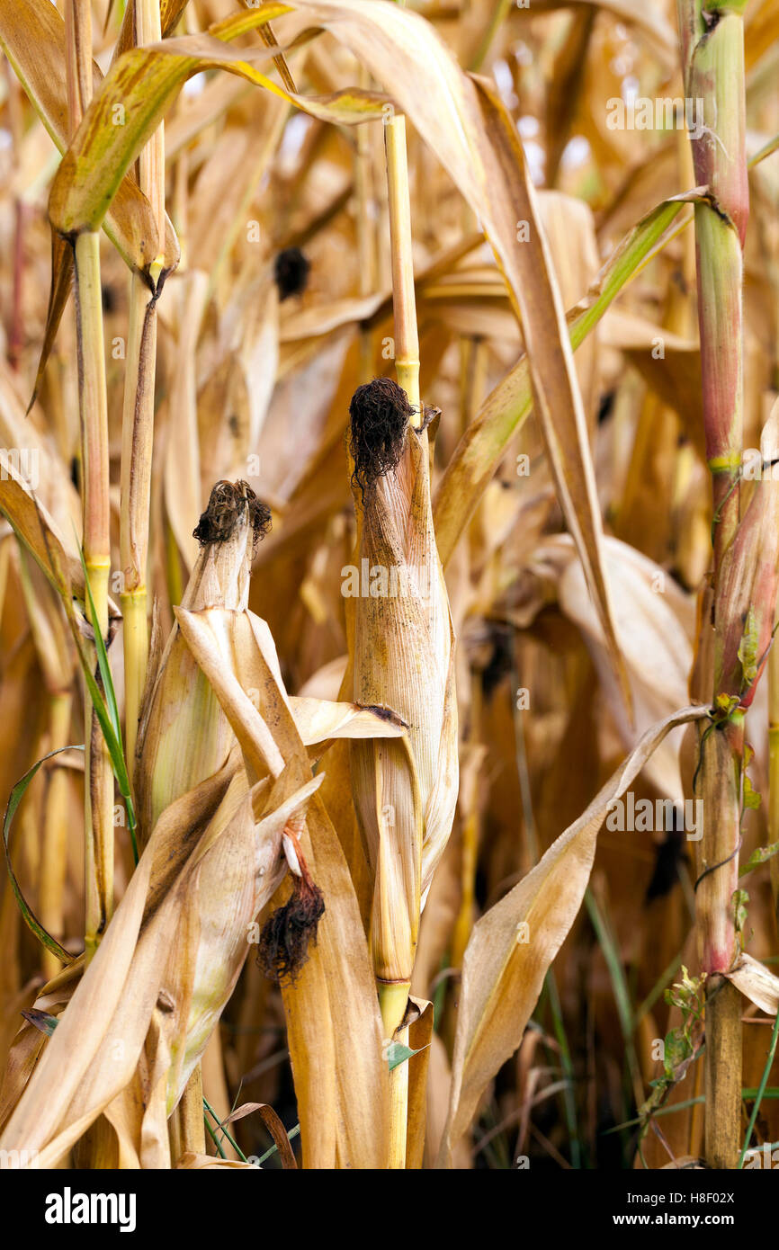 mature corn crop Stock Photo - Alamy