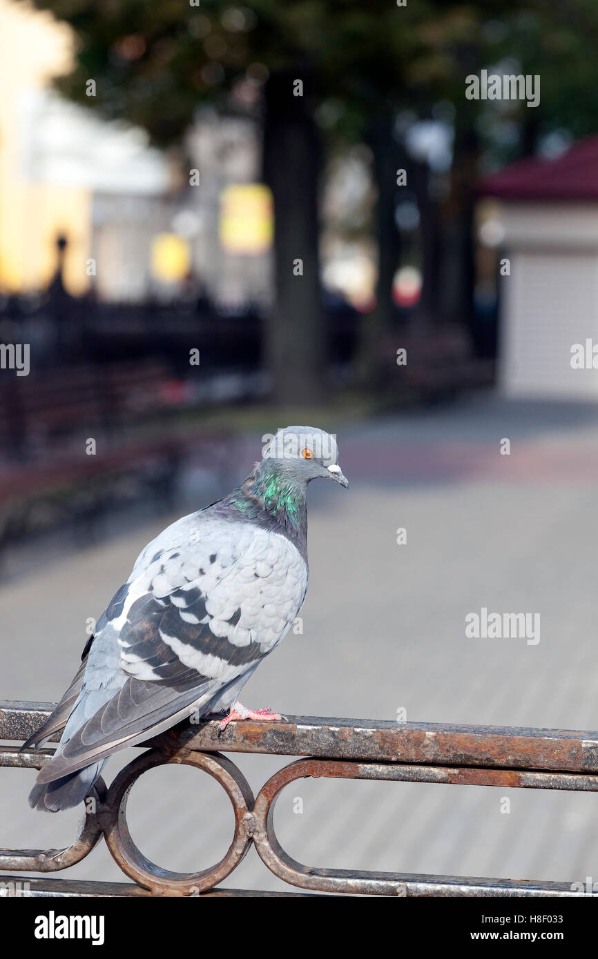 Stray pigeon hi-res stock photography and images - Alamy