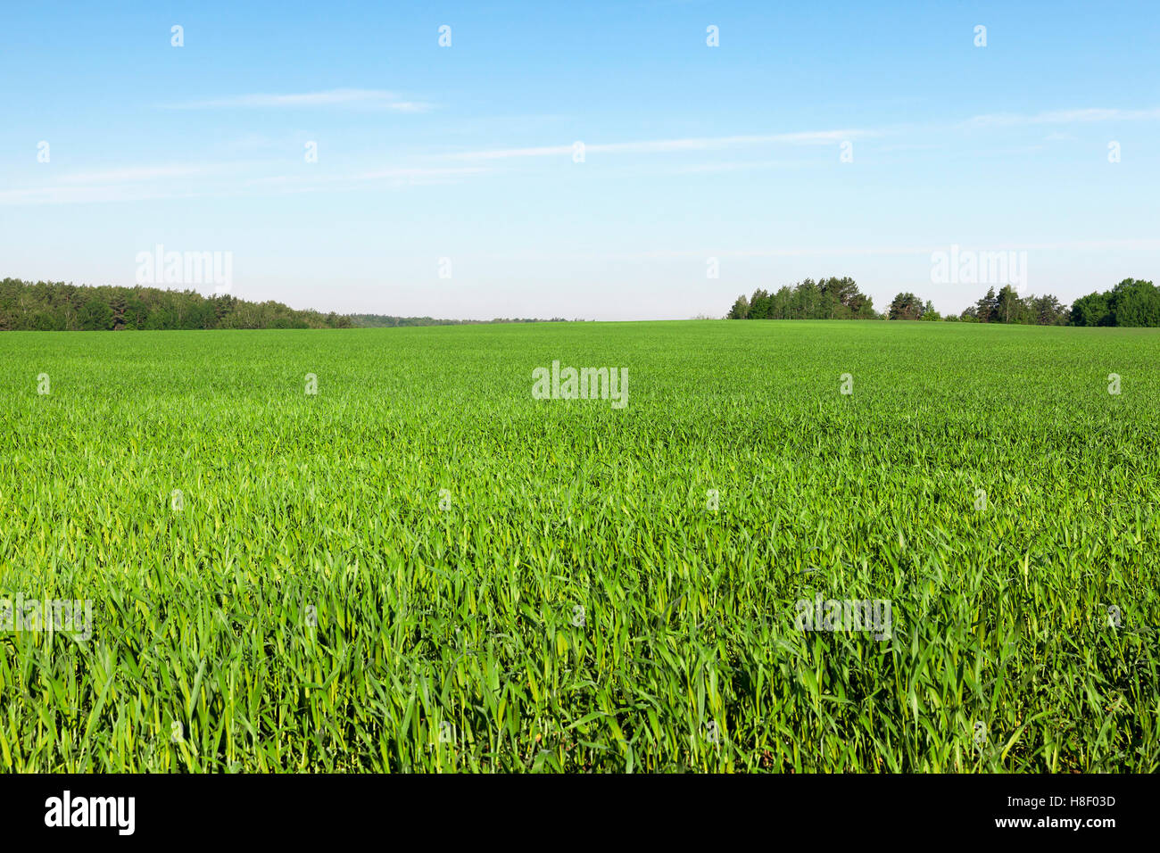 Field with cereal Stock Photo - Alamy