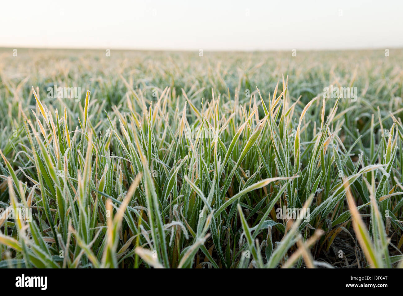 wheat during frost Stock Photo - Alamy