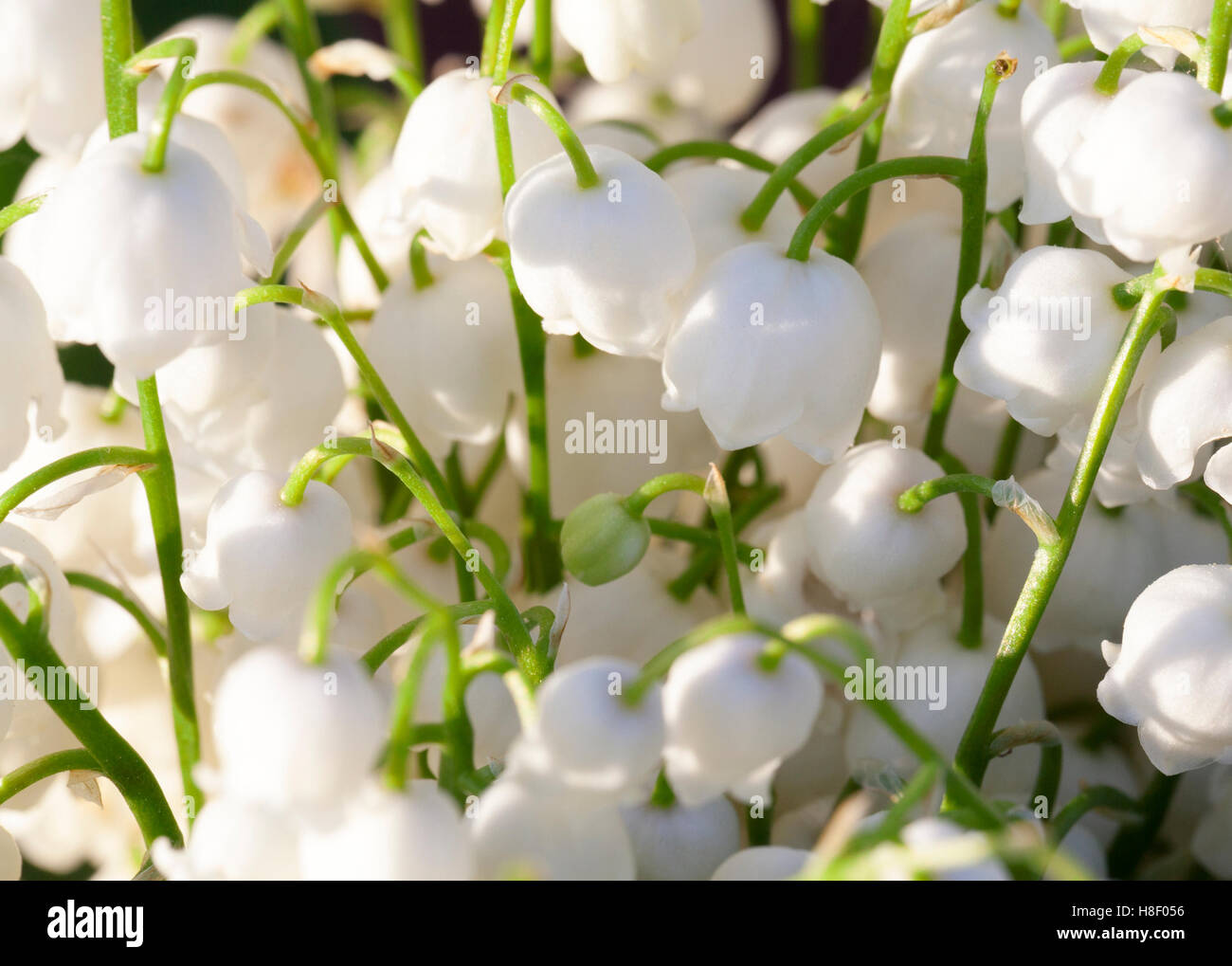 Forest lily of the valley close-up Stock Photo - Alamy