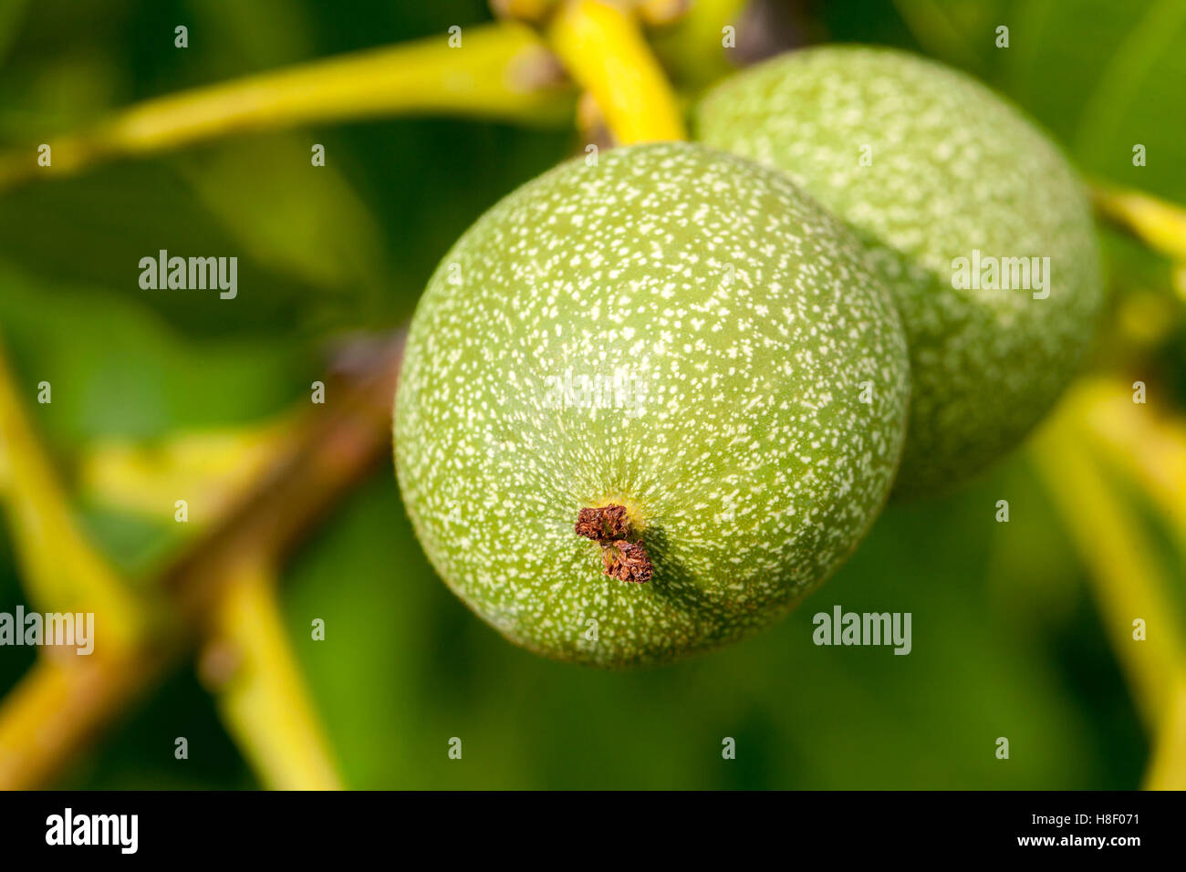 unripe walnut, close-up Stock Photo - Alamy