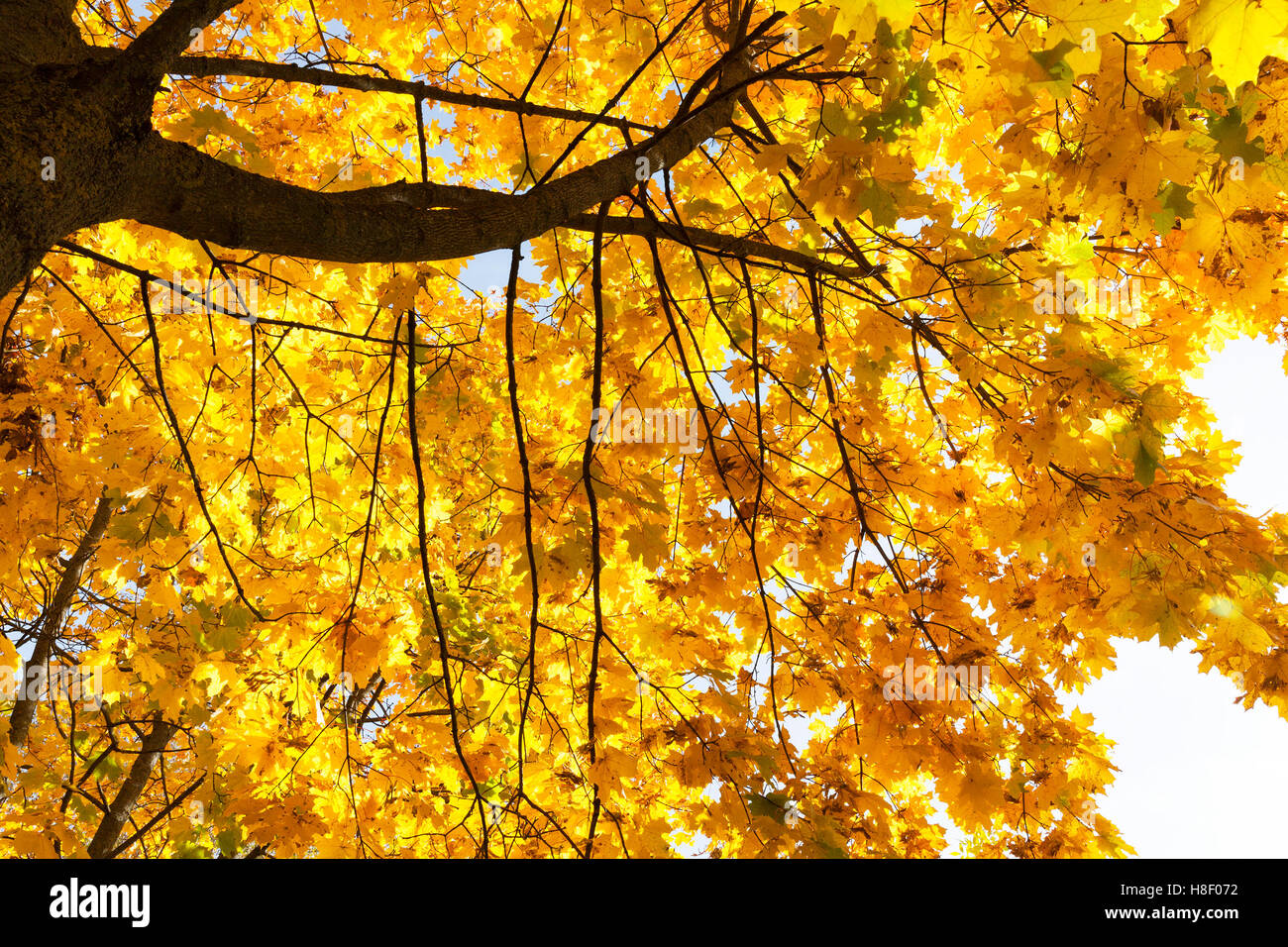 maple trees in the fall Stock Photo - Alamy
